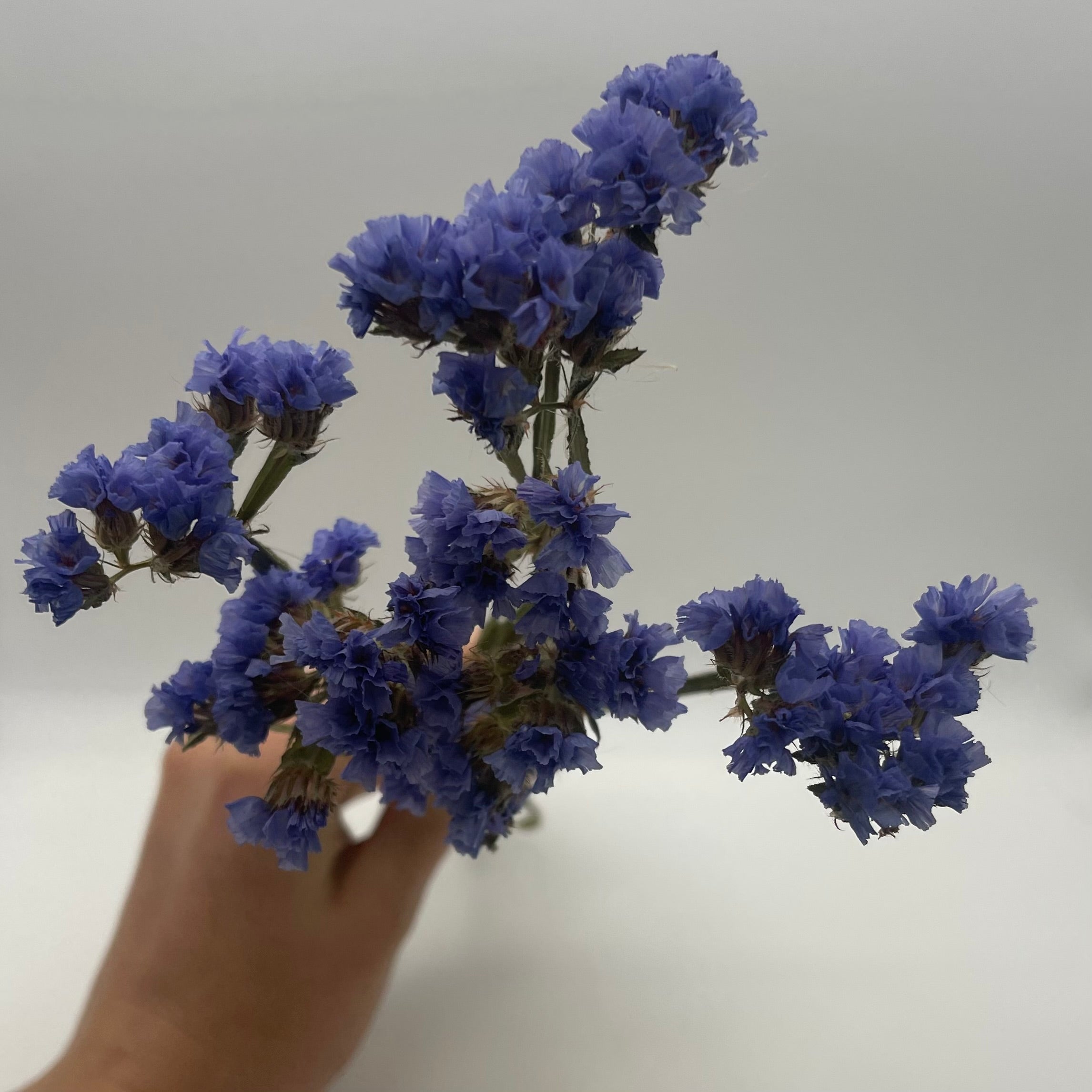 Blue Statice Flowers – Hope's Healthy Treats